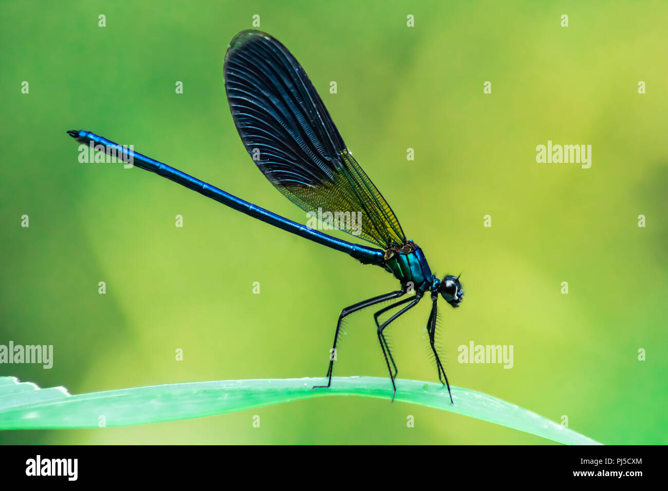 Dragonfly anatomy hi-res stock photography and images - Alamy