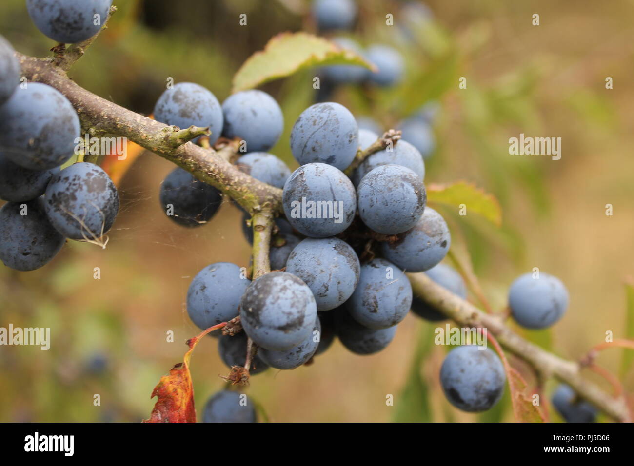 blue sloe berries on a blackthorn bush Stock Photo - Alamy