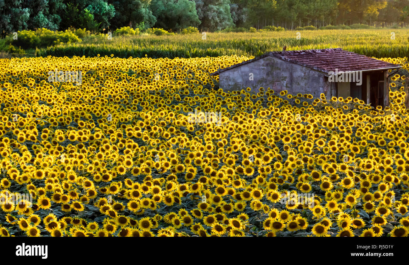Old little house hi-res stock photography and images - Alamy