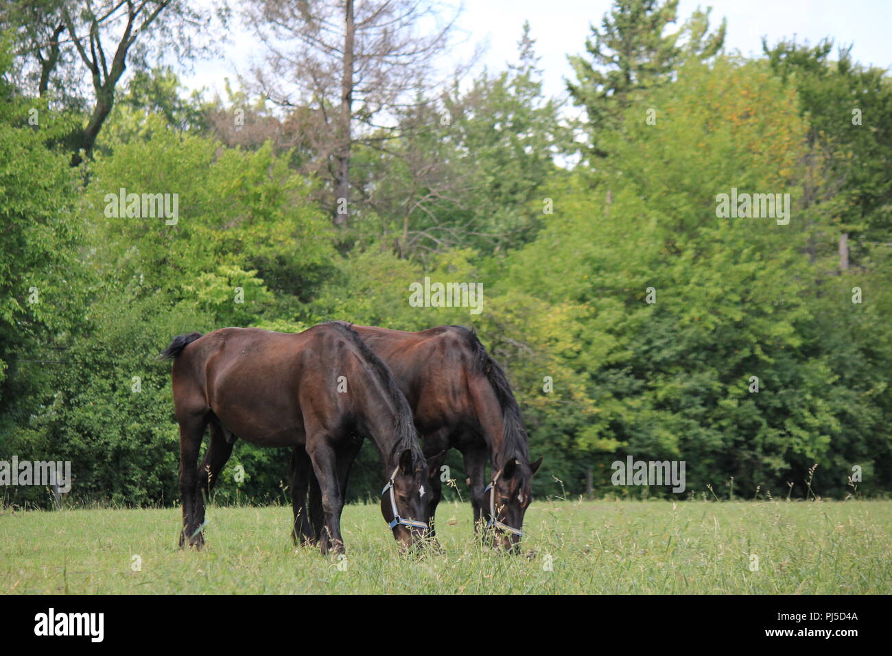 Twin dark brown percheron draft horses grazing in the pasture Stock ...