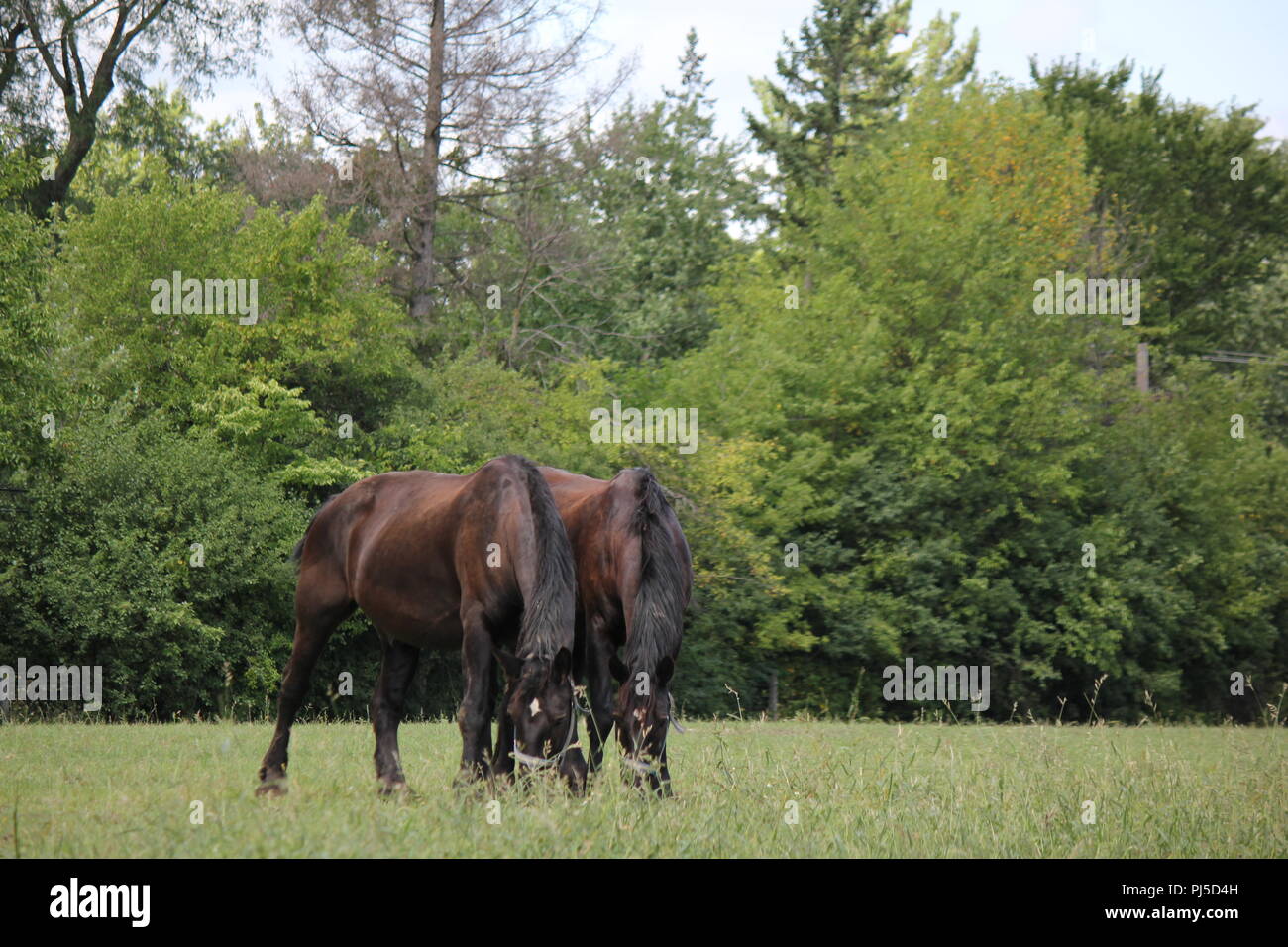 Twin dark brown percheron draft horses grazing in the pasture Stock ...