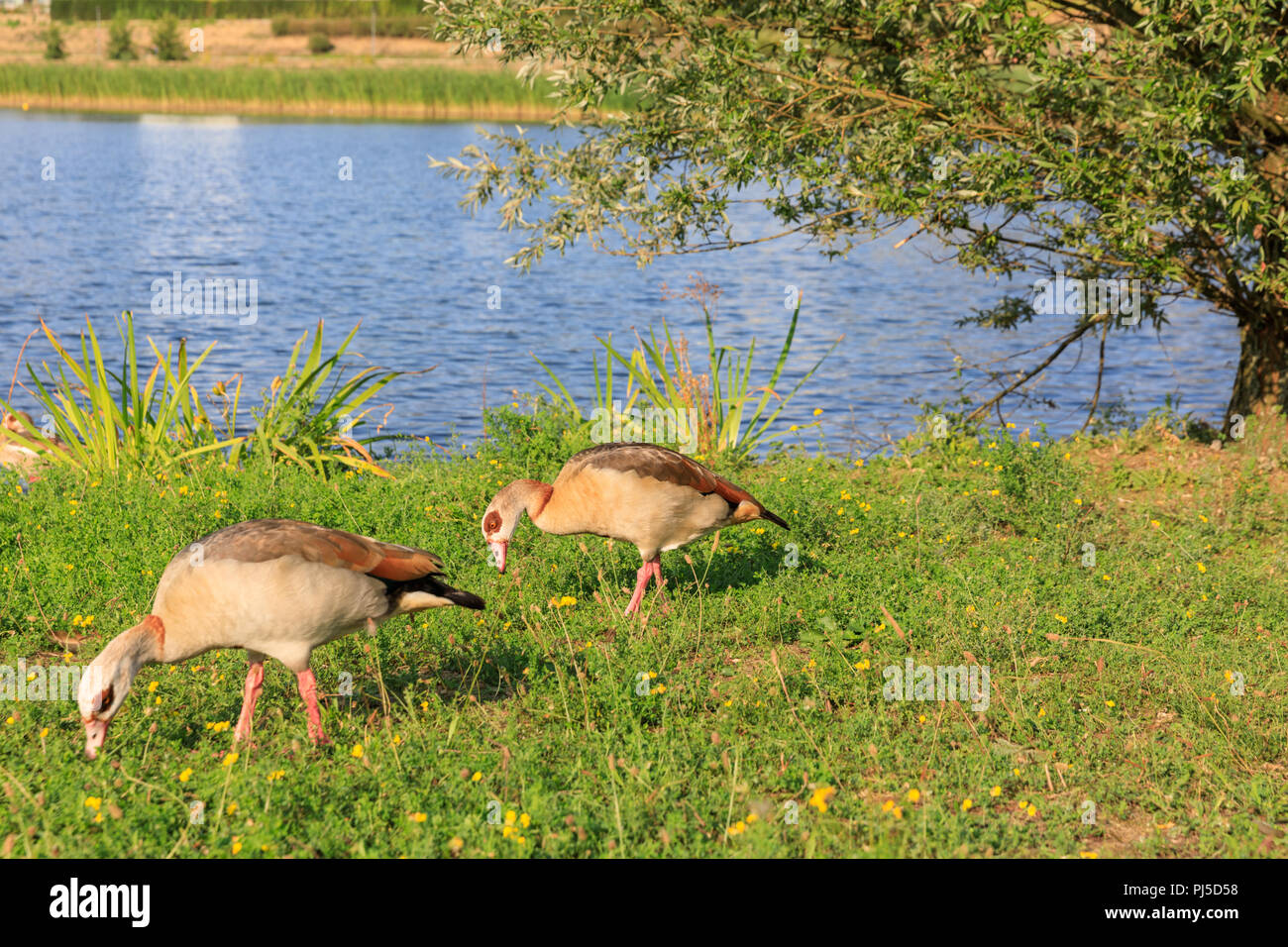 Egyptian goose germany hi-res stock photography and images - Alamy