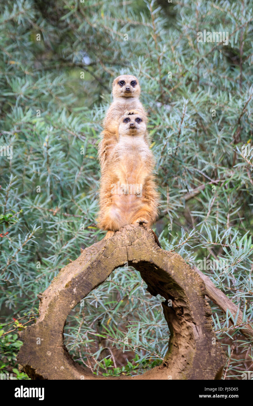 Mongoose stand hi-res stock photography and images - Alamy