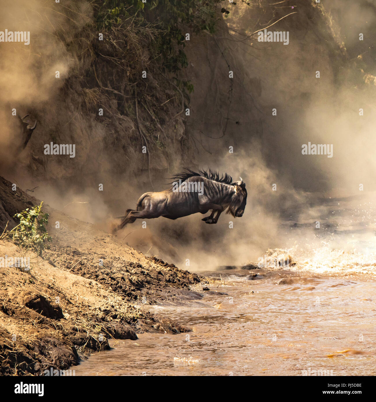 Wildebeest cross the Mara River during the Great Migration. Every year ...