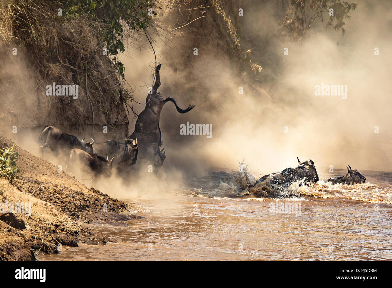 Wildebeest cross the Mara River during the Great Migration. Every year ...