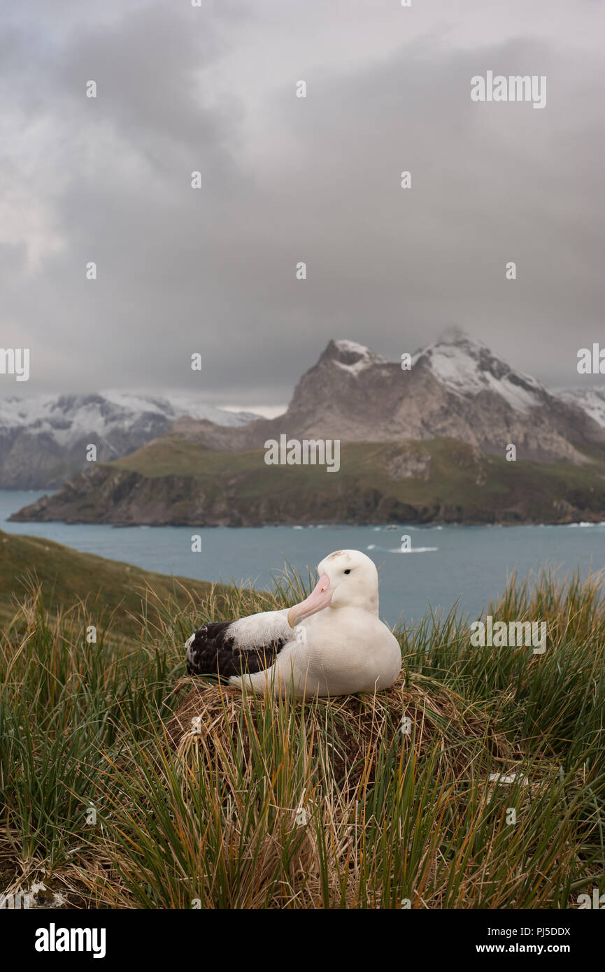 A female Wandering Albatross (Diomedia exulans) nesting on Bird island ...