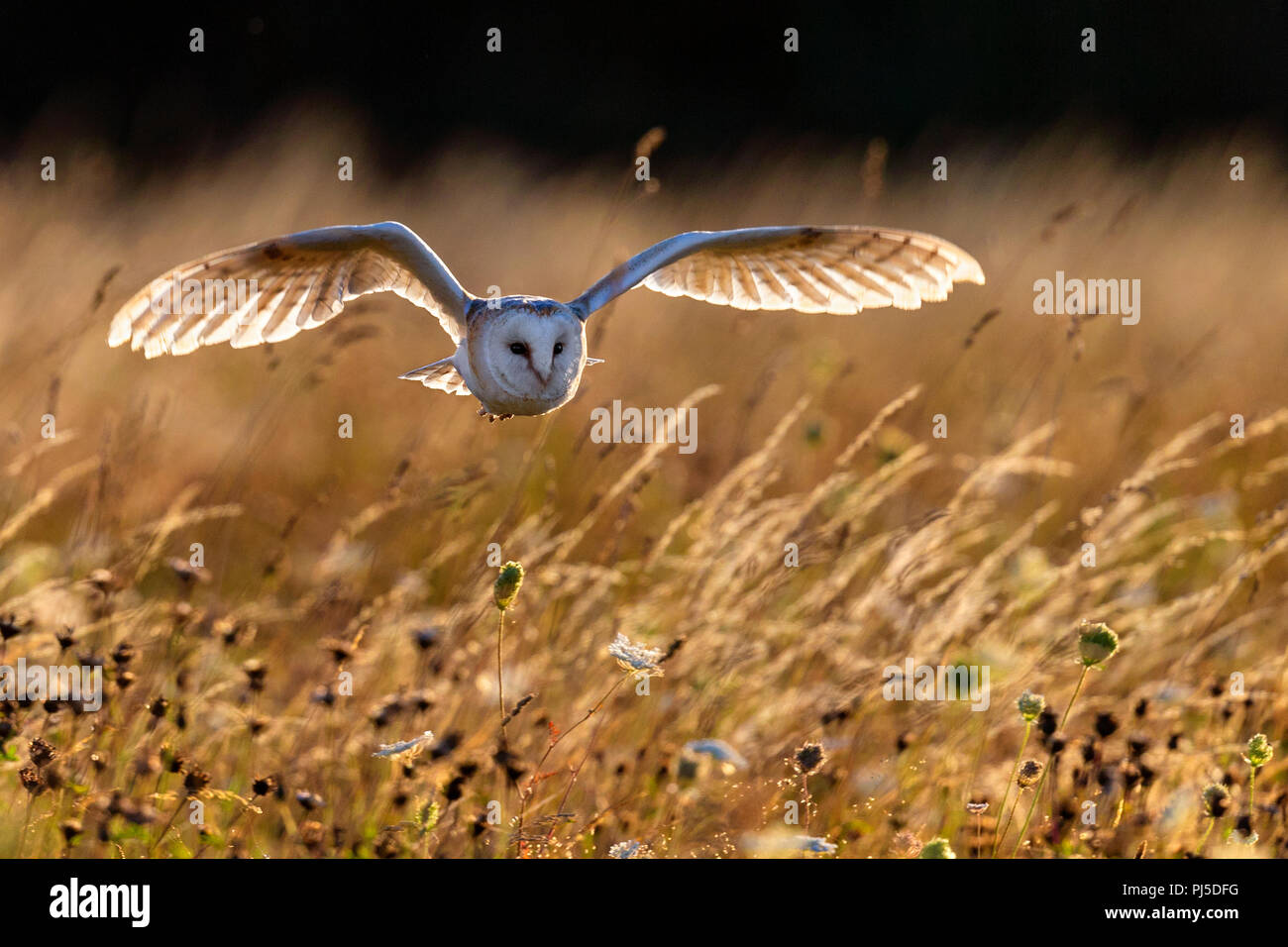 Barn owl in flight Stock Photo - Alamy