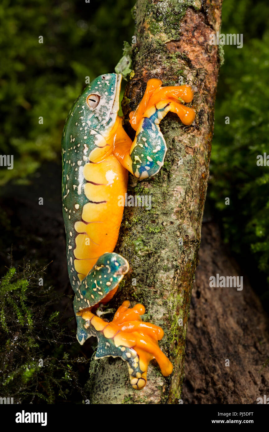Fringed leaf frog Stock Photo - Alamy
