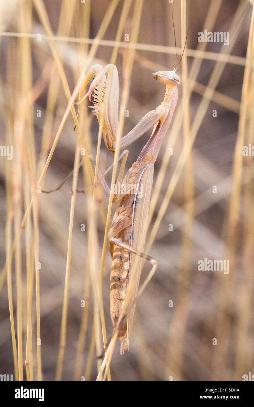 Grass mantis hi-res stock photography and images - Alamy