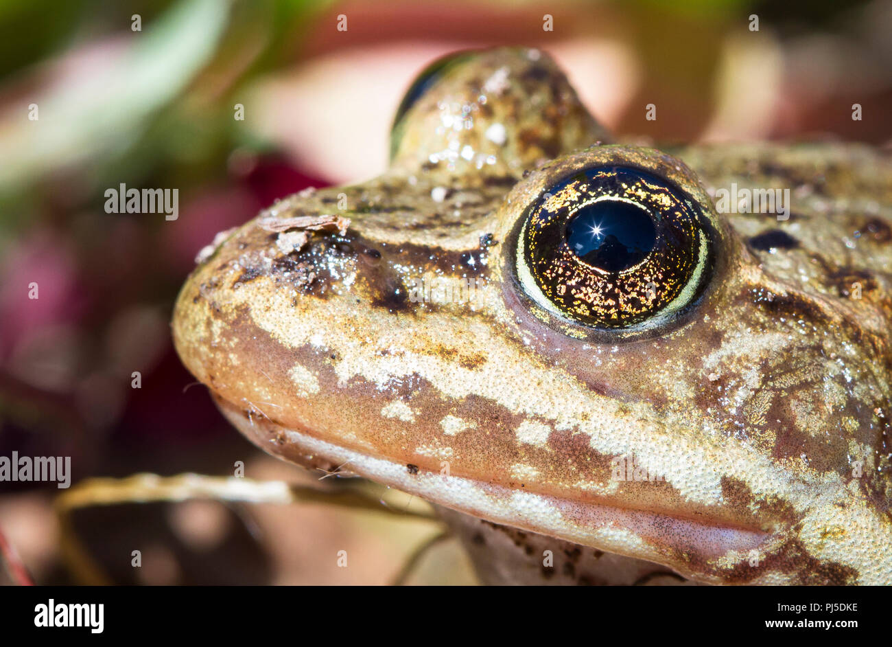 Spotted frog hi-res stock photography and images - Alamy
