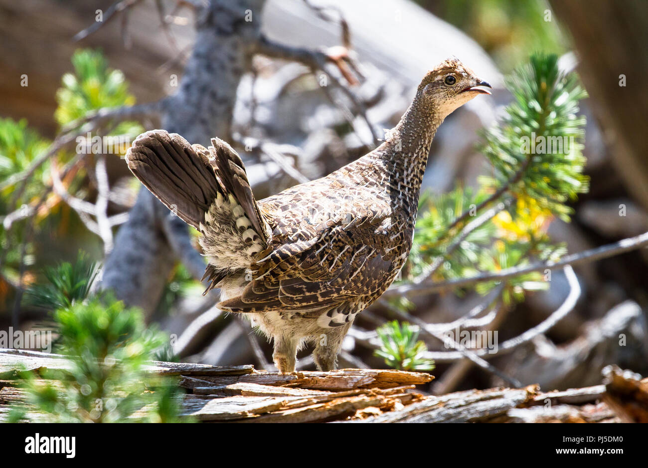 A ruffed grouse (Bonasa umbellus) walks along a log on a sunny day in ...