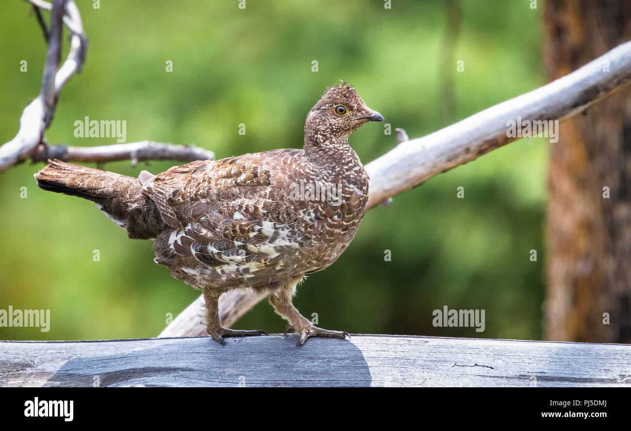 Bonasa umbellus ruffed grouse hi-res stock photography and images - Alamy