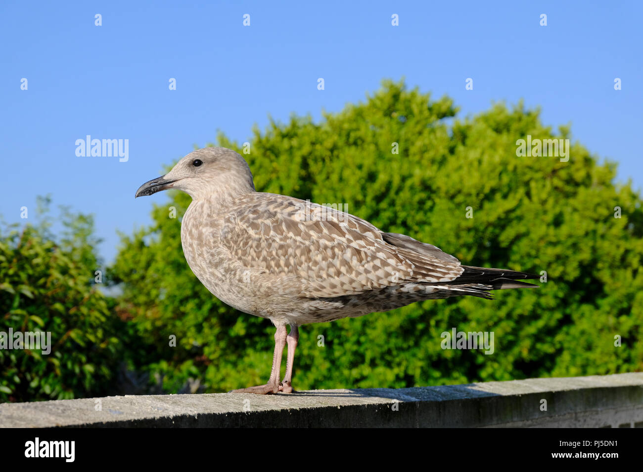 Newly fledged European Herring Gull standing on edge of parapet in the early morning Stock Photo ...