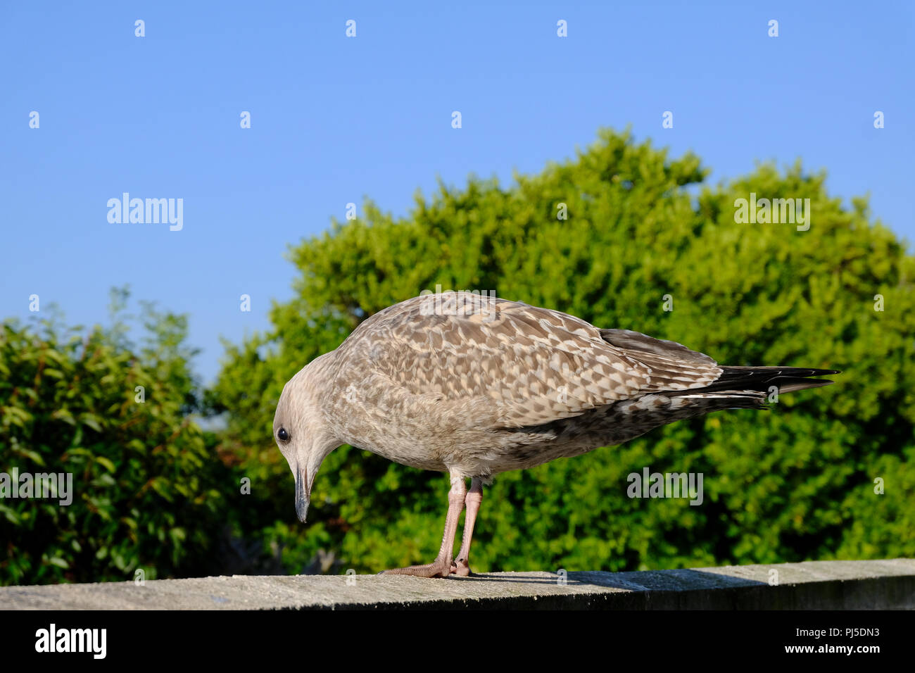 Plumage seagull hi-res stock photography and images - Alamy