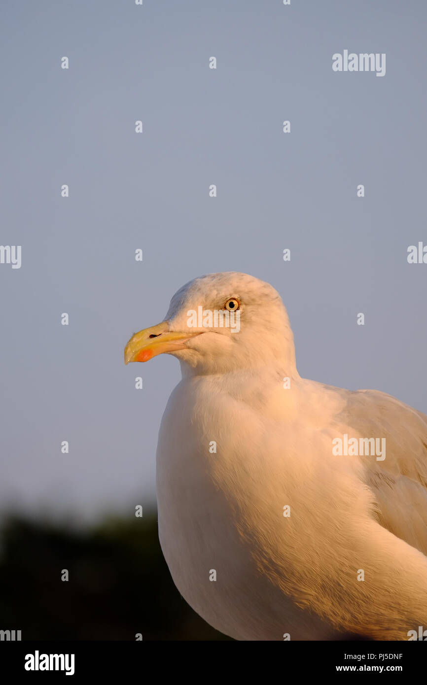 Herring gull face hi-res stock photography and images - Alamy