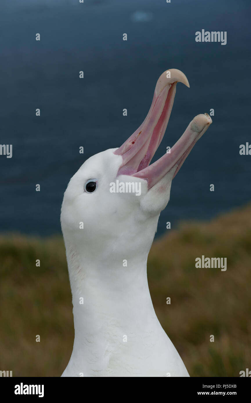 A male Wandering Albatross displaying, sky-calling on Bird Island ...