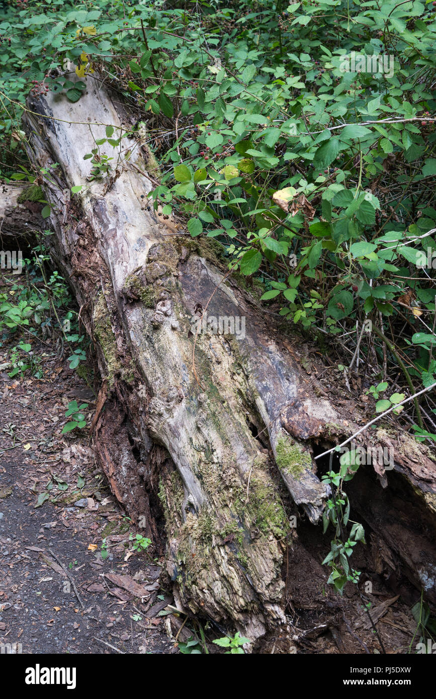 Rotting tree trunk hi-res stock photography and images - Alamy