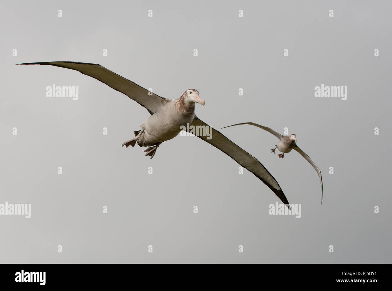 Plastic pollution albatross hi-res stock photography and images - Alamy