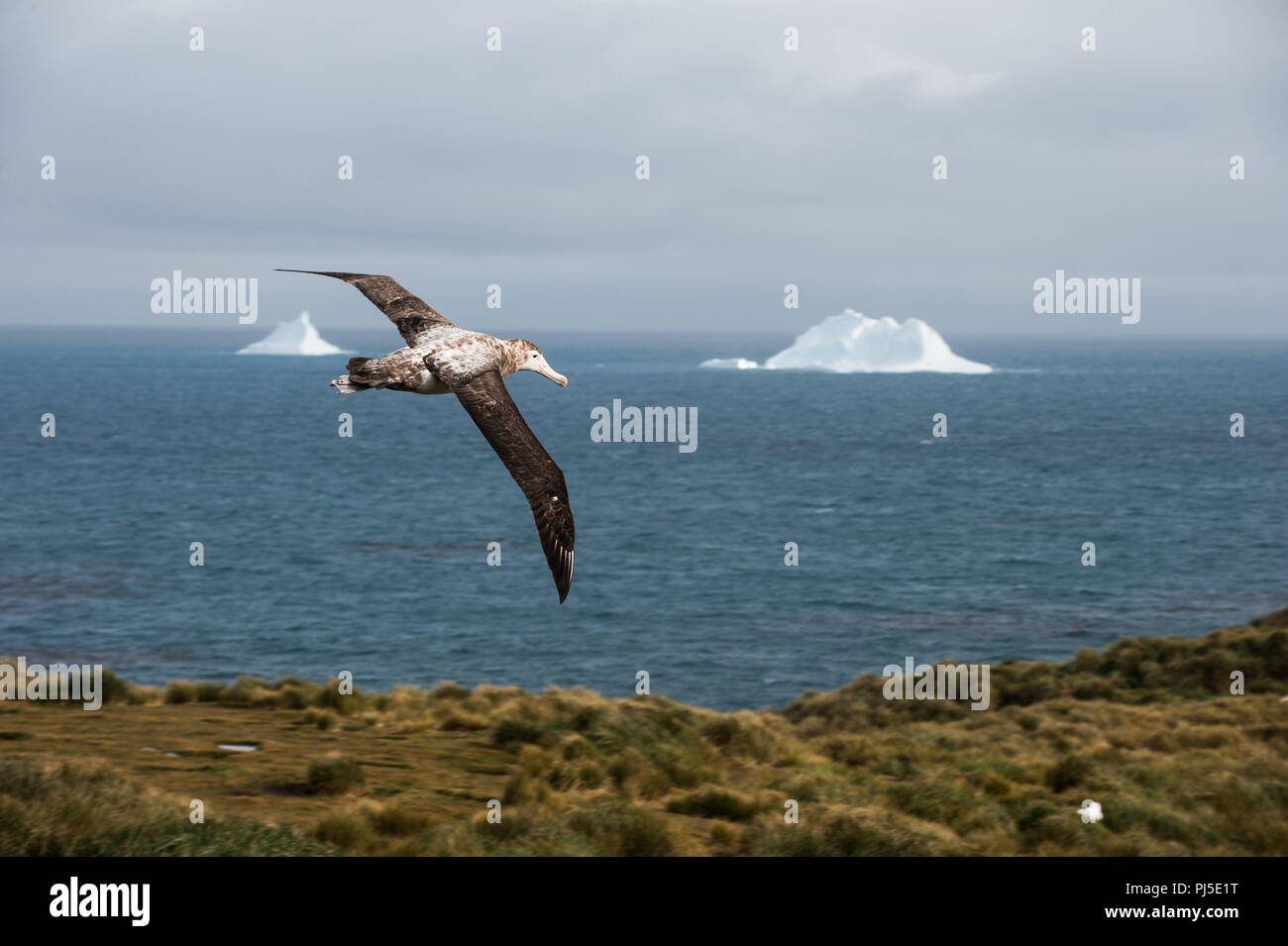 A young wandering albatross (Diomedia exulans) in flight over Wanderer ...