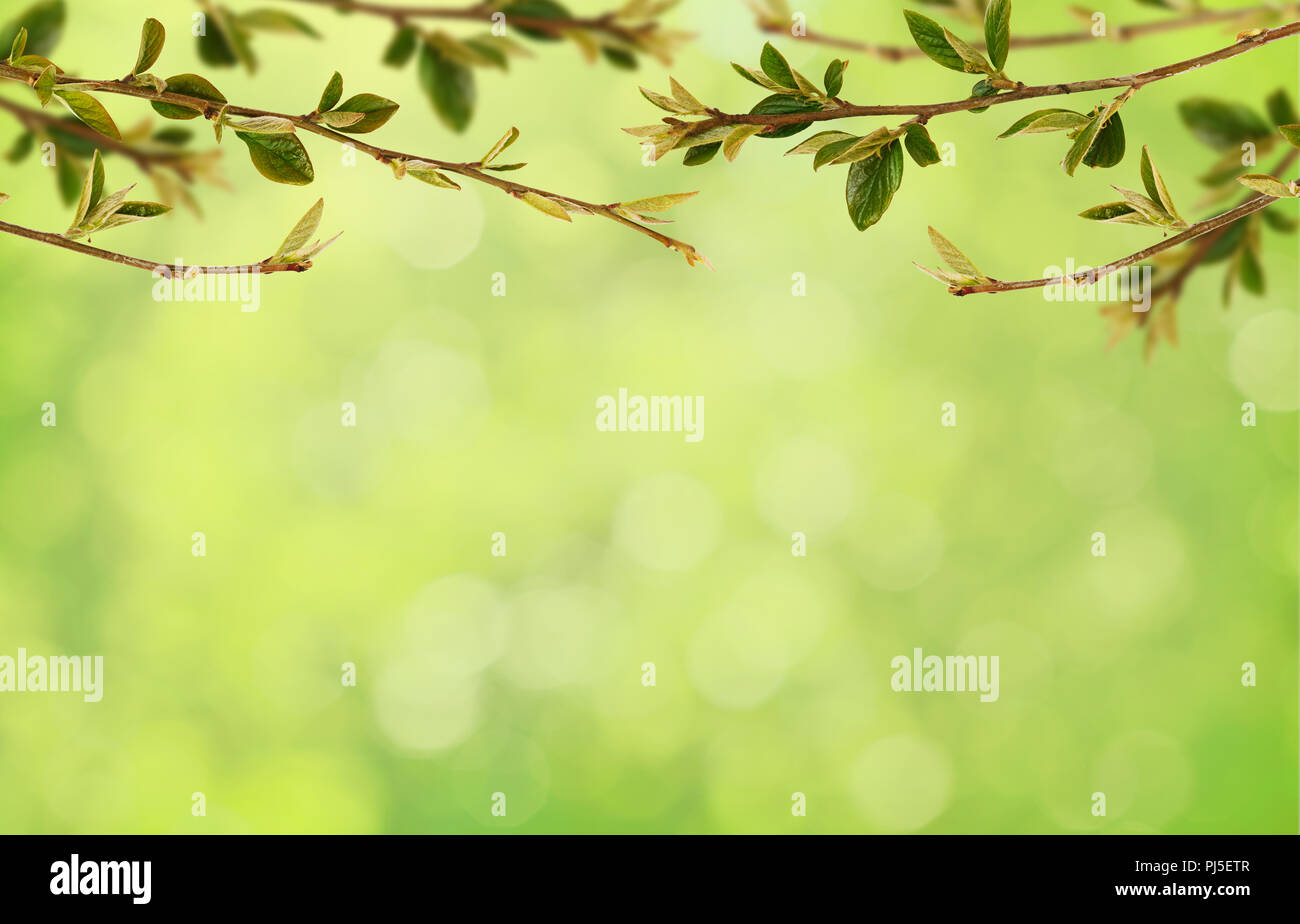 Spring twigs with small green leaves in top border on soft bokeh ...