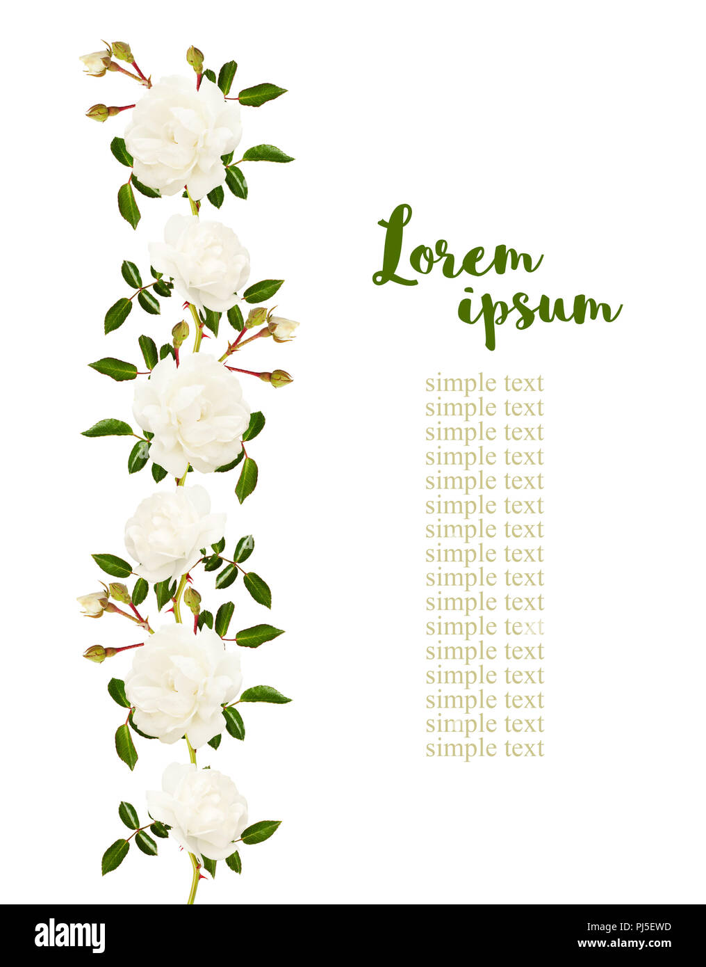Garden rose flowers and buds in line arrangement isolated on white ...