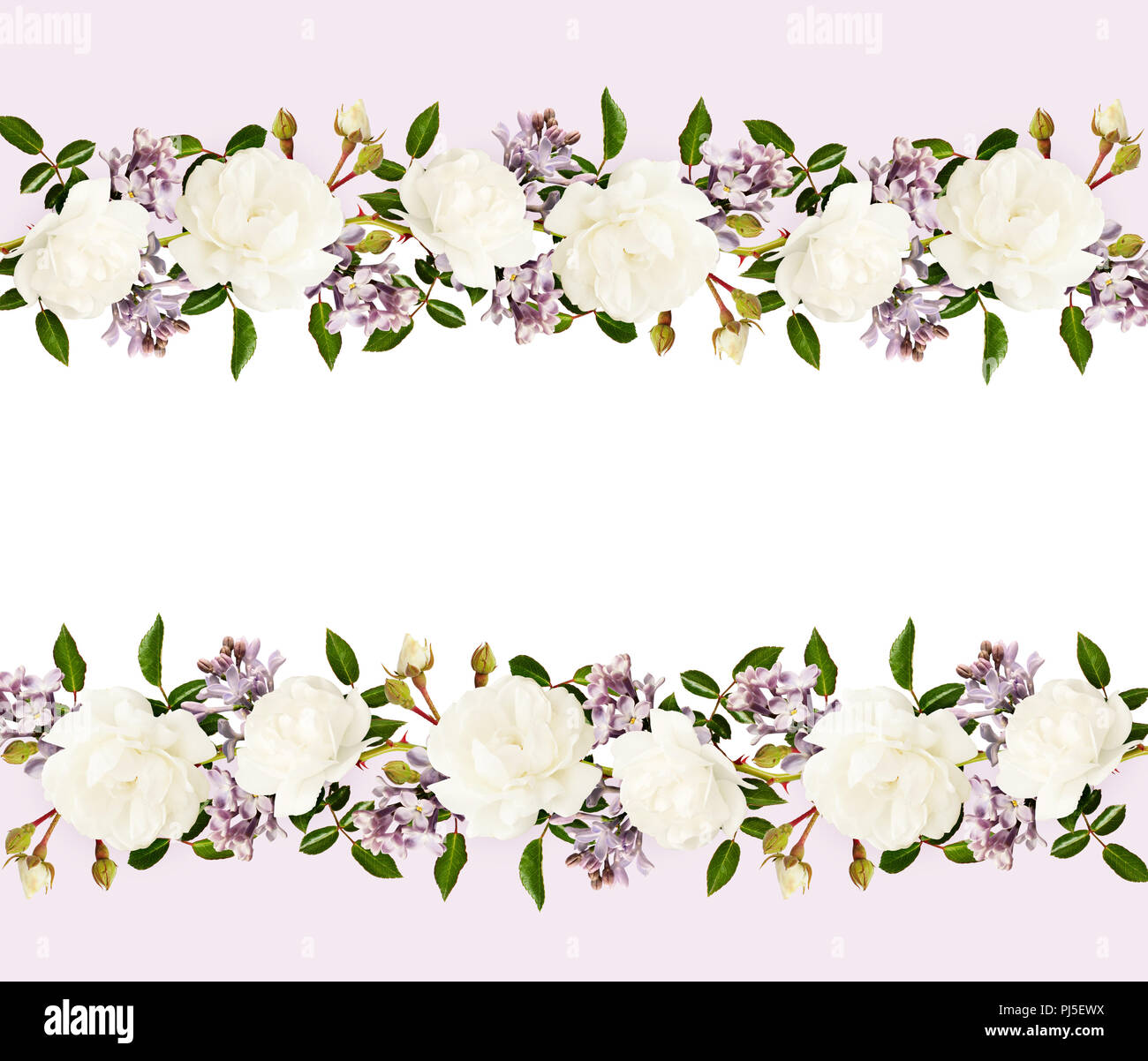 Garden roses and lilac flowers in border arrangements on white and ...