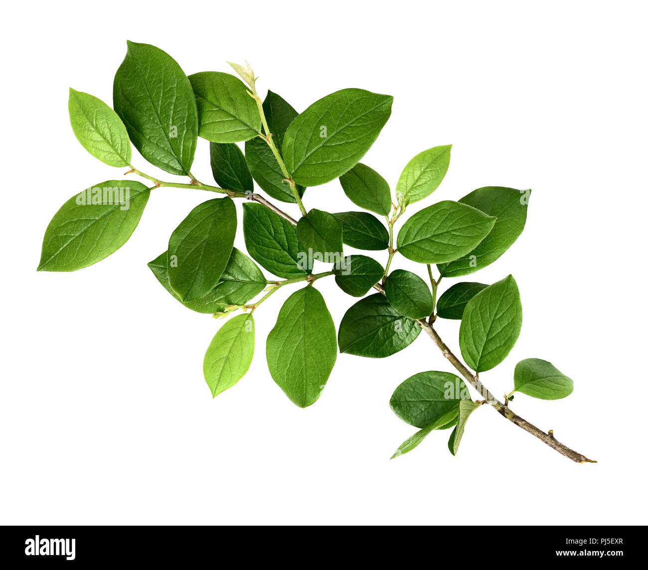 Spring twig with green leaves isolated on white Stock Photo - Alamy