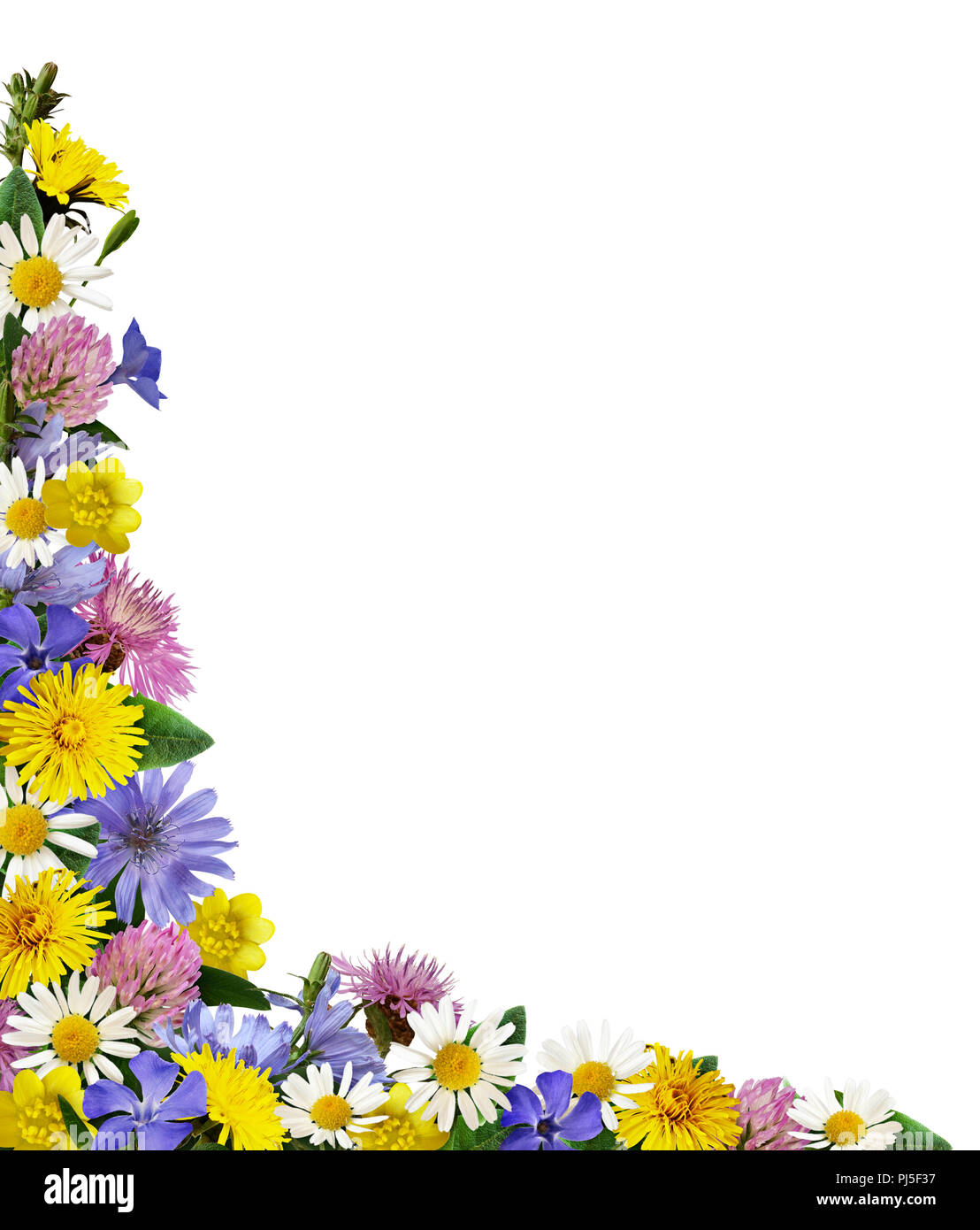 Wild flowers in a corner arrangement isolated on white background Stock ...