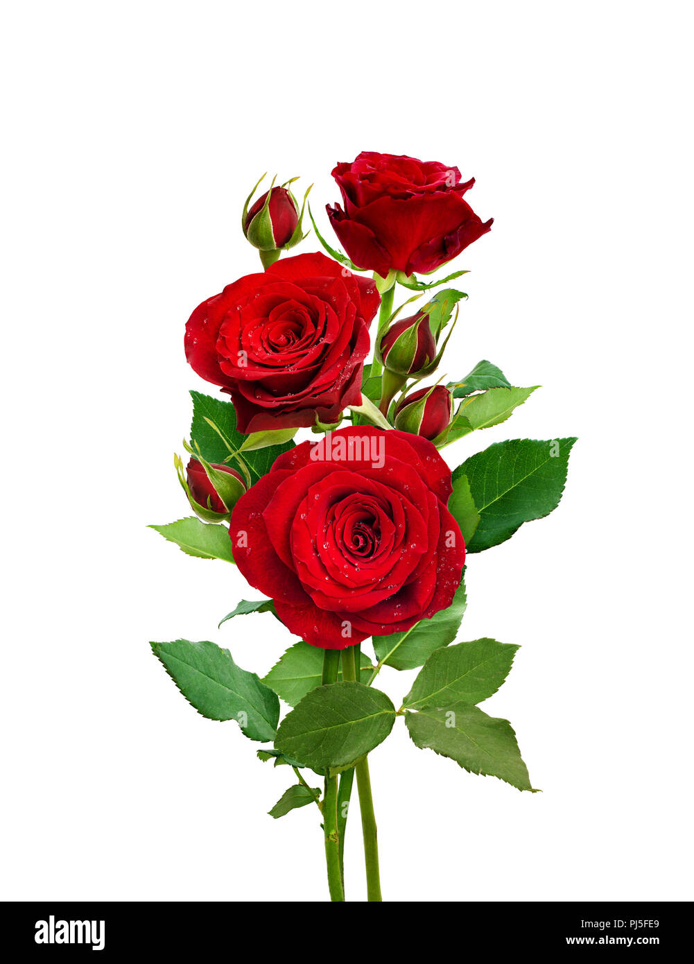 Moving Animations Of Roses