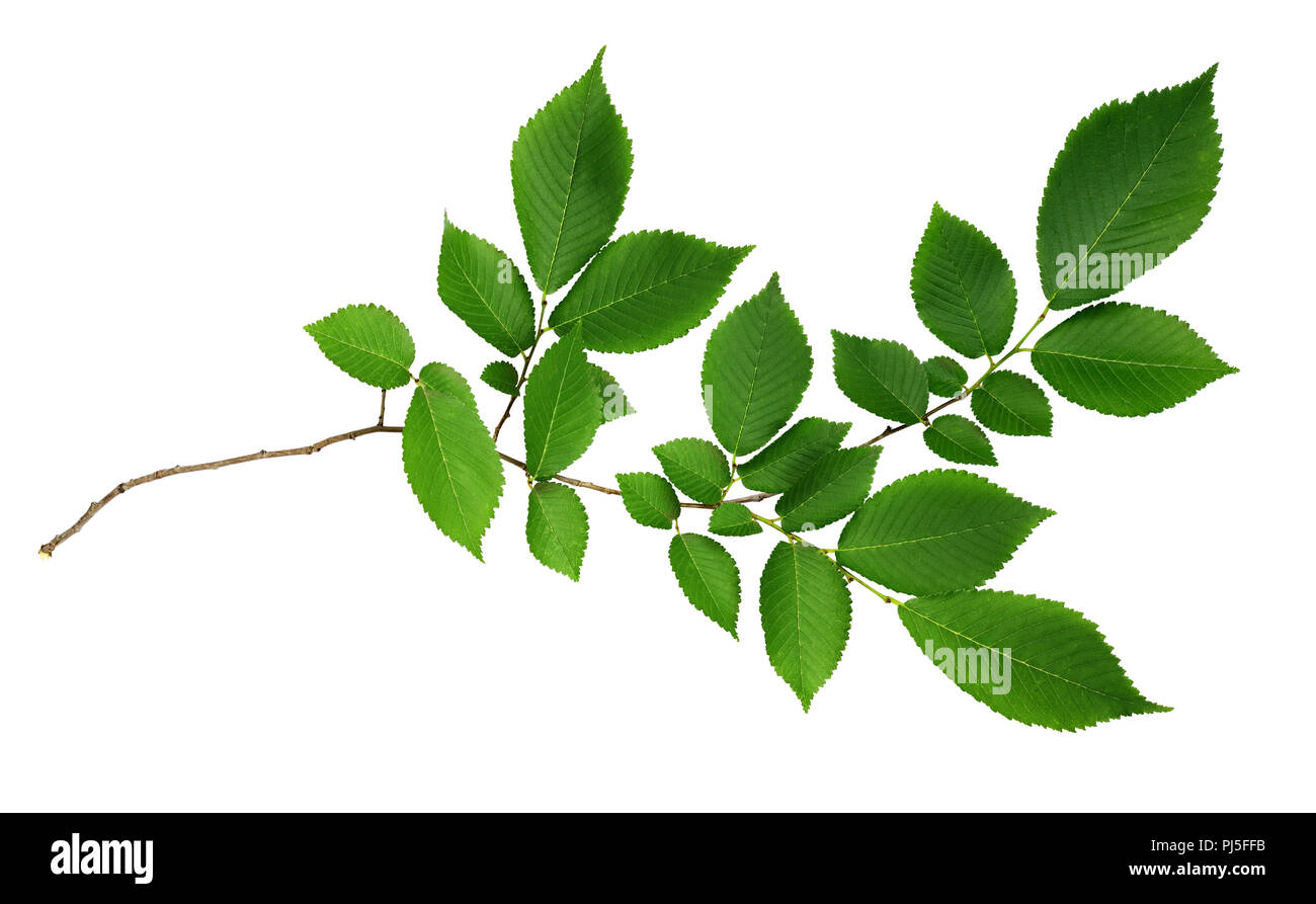 Elm tree new growth hi-res stock photography and images - Alamy