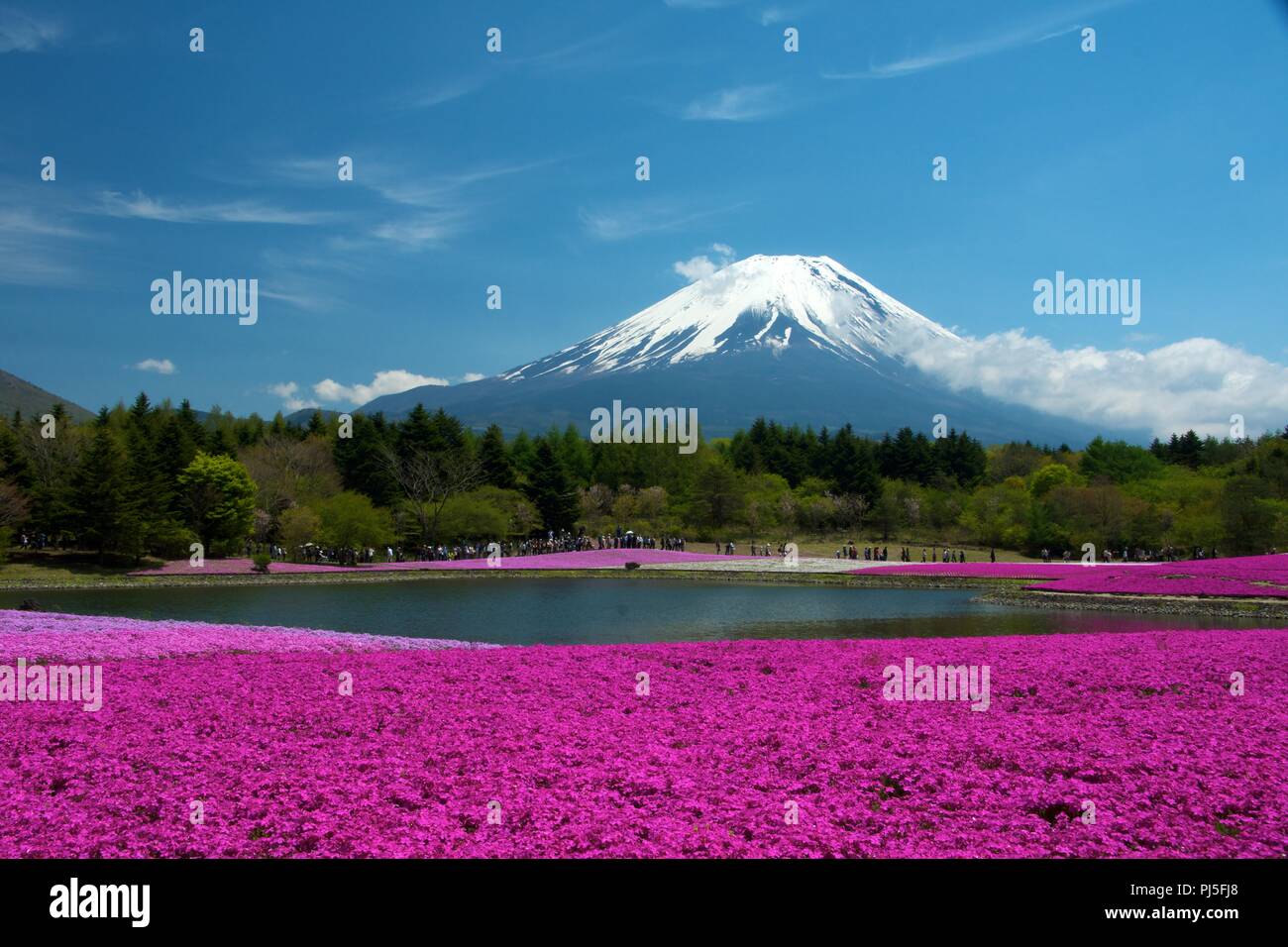 Pink moss mount fuji hi-res stock photography and images - Alamy