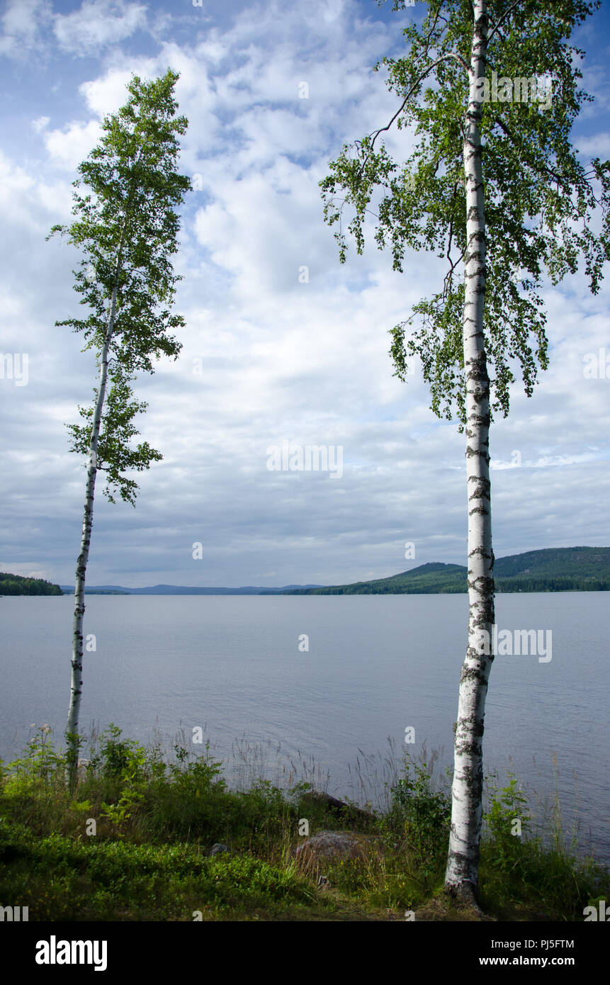 Water birch hi-res stock photography and images - Alamy
