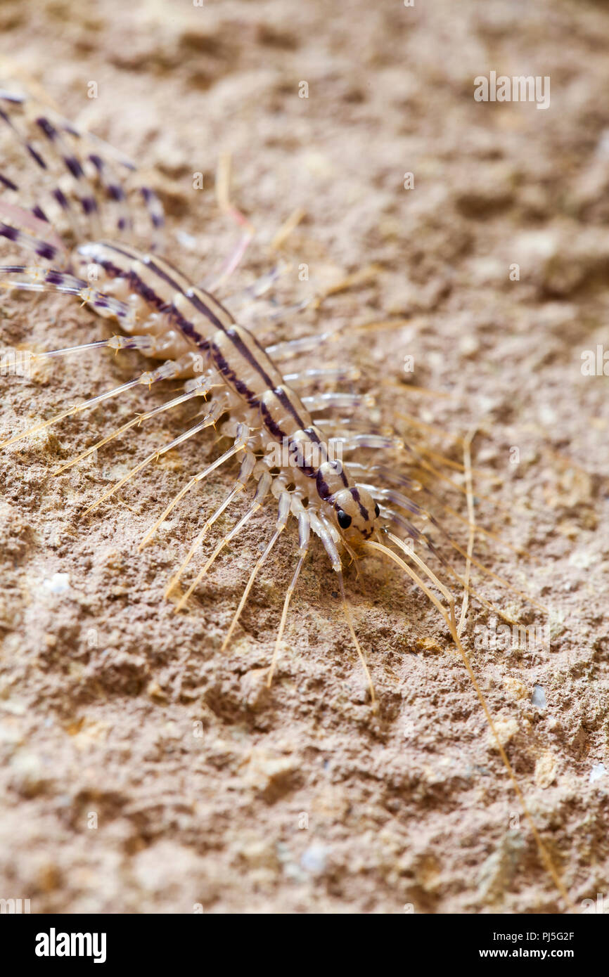 House centipede (Scutigera coleoptrata) - USA Stock Photo - Alamy