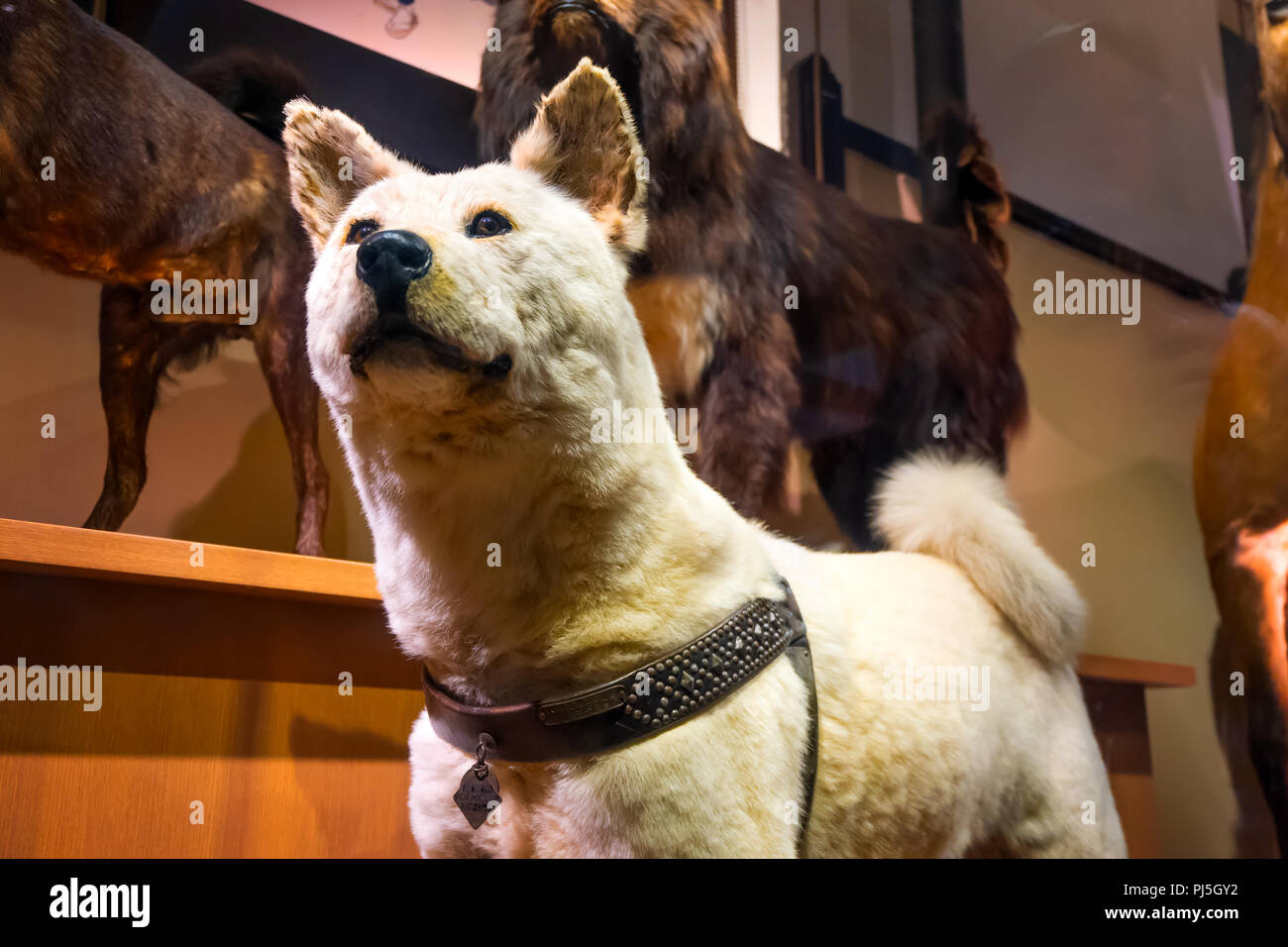 TOKYO, JAPAN - APRIL 29 2018: Hachiko, a faithful Akita Inu dog that ...