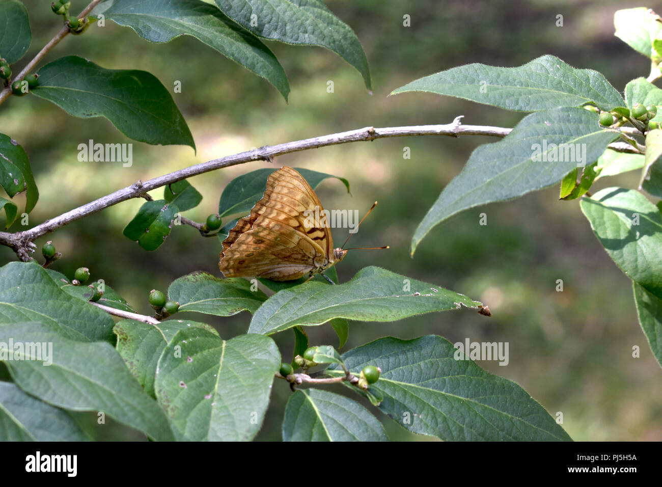 Hackberry butterfly hi-res stock photography and images - Alamy