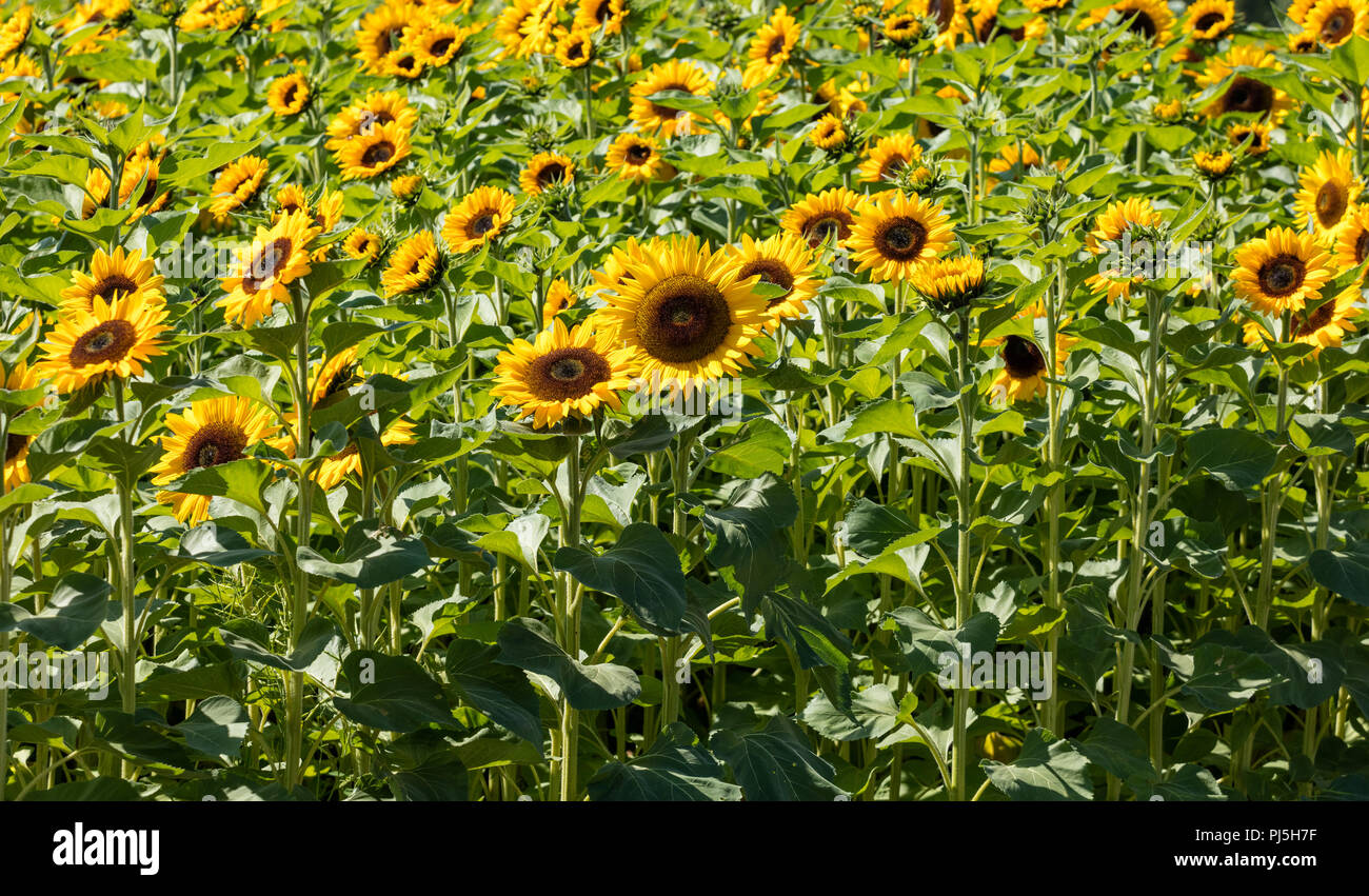 Beautiful bright blooming sunflower hi-res stock photography and images ...