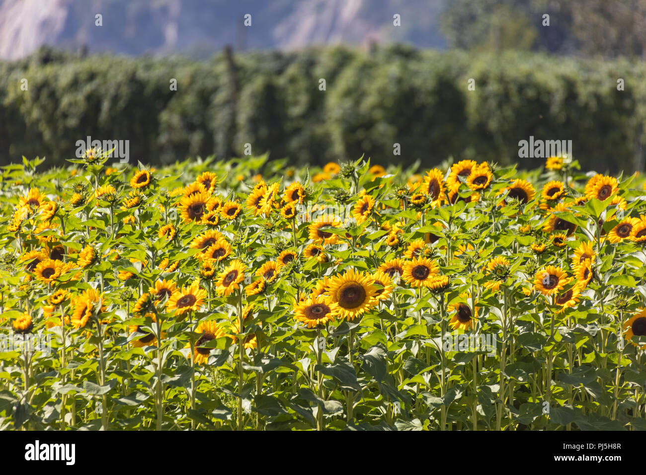 Agriculture field bloom yellow sunflower hi-res stock photography and ...