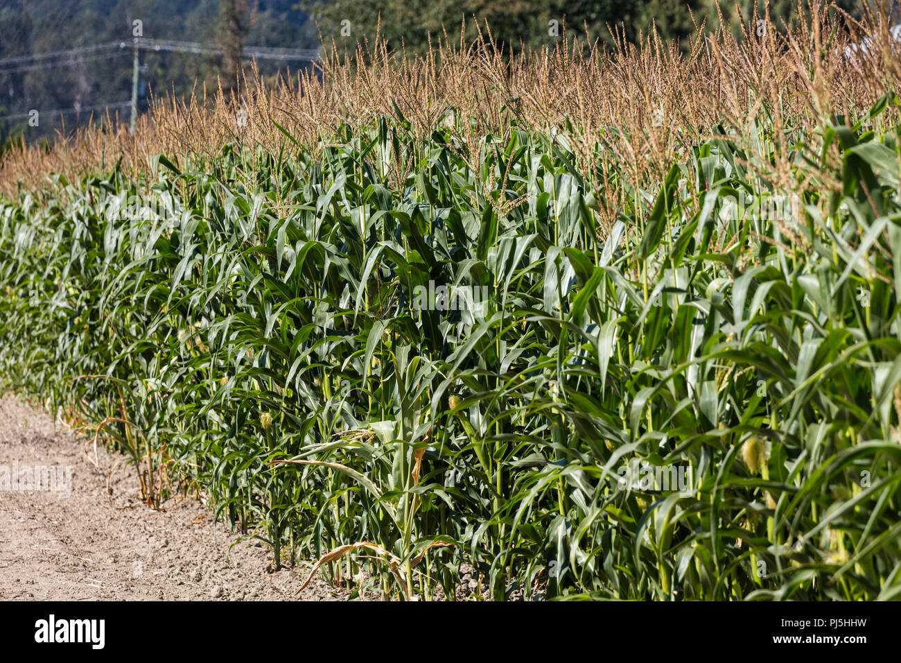 Growing Green Corn Field Culture in Canada Stock Photo - Alamy