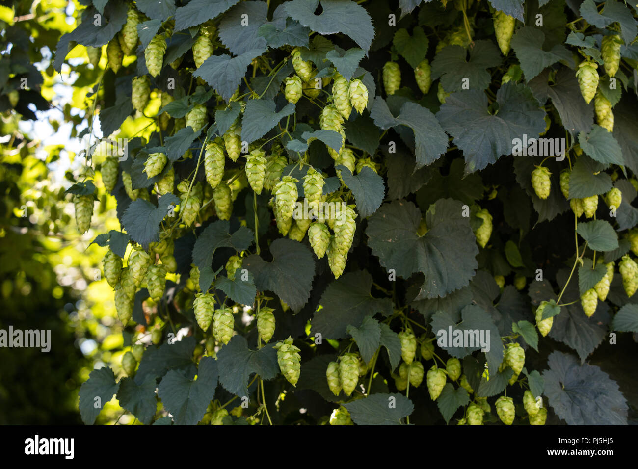 Hop flower hi-res stock photography and images - Alamy