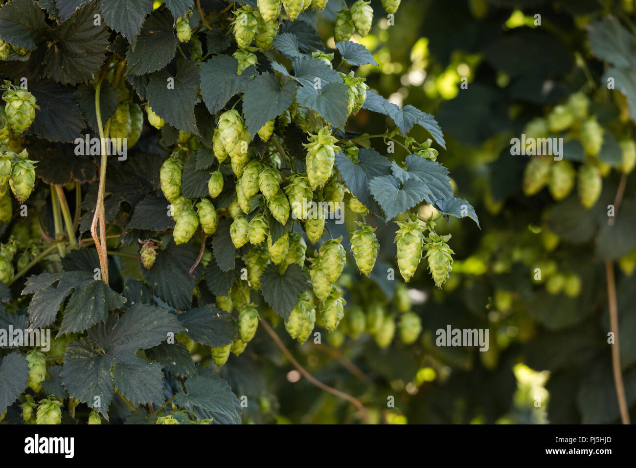 Hop flower hi-res stock photography and images - Alamy
