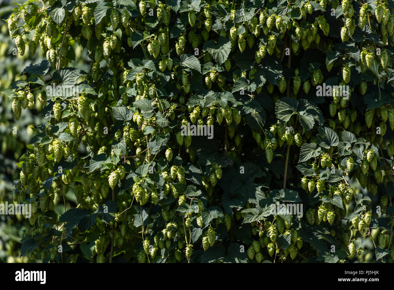 Hop flower hi-res stock photography and images - Alamy