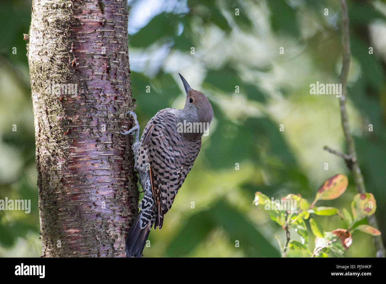 Northern flicker bird hi-res stock photography and images - Alamy