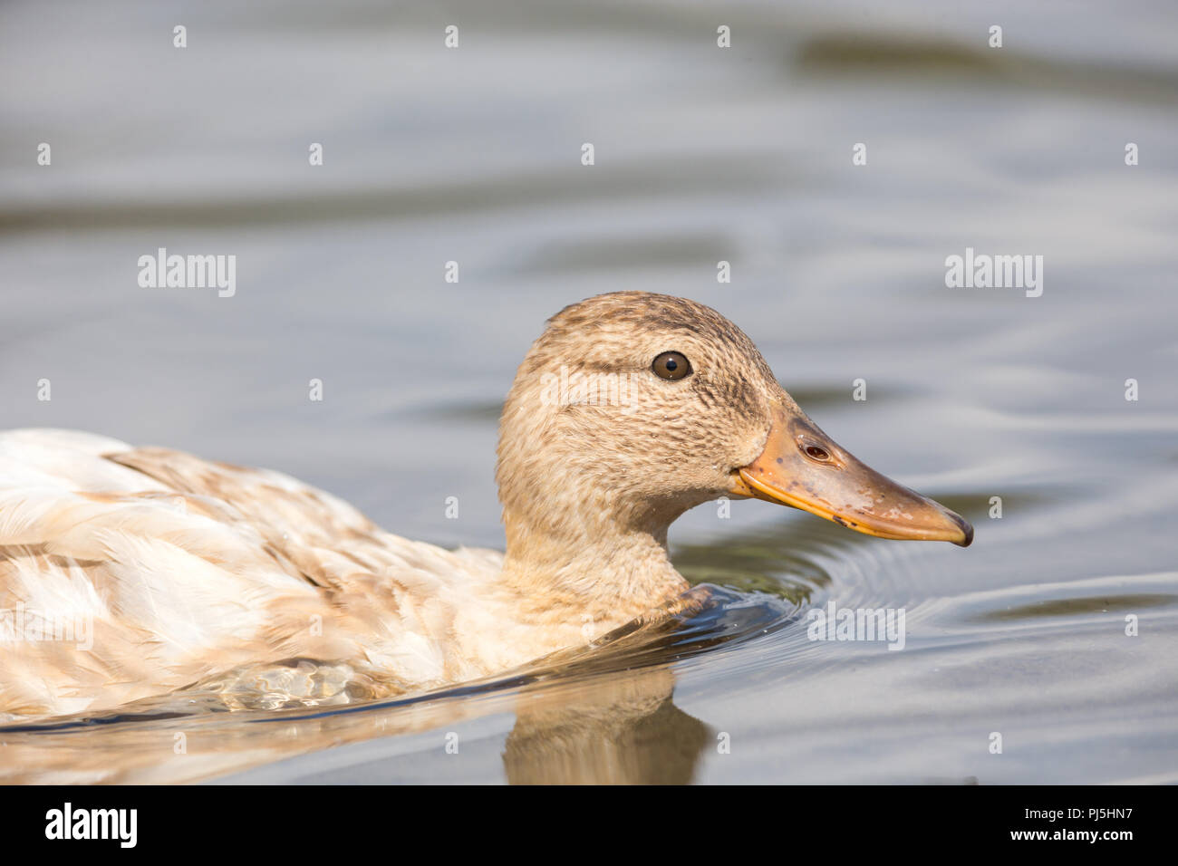 Albino mallard duck on water at Vancouver BC Canada Stock Photo - Alamy