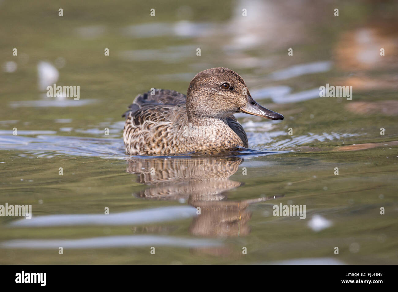 Female Green winged teal at Vancouver BC Canada Stock Photo - Alamy