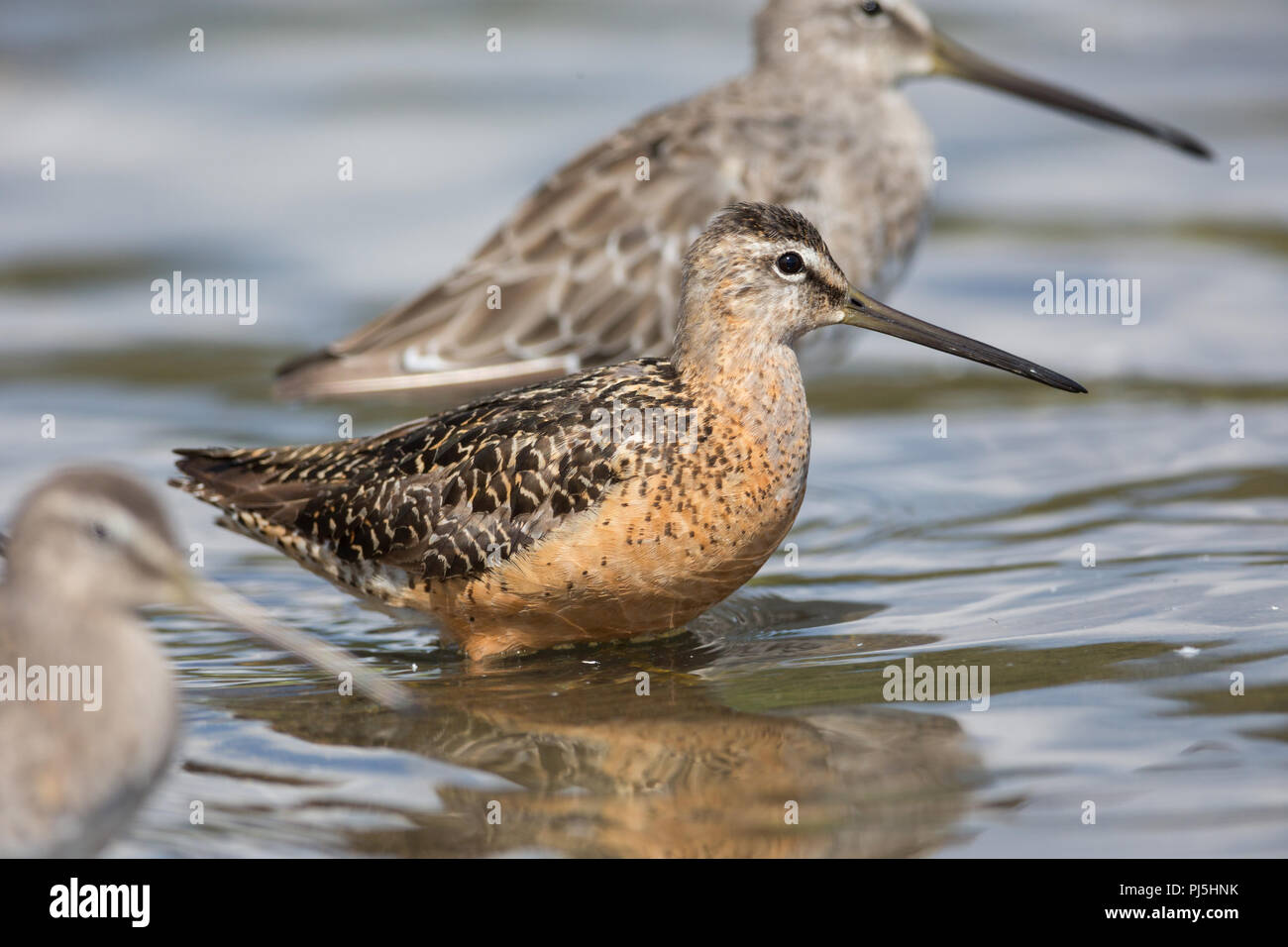 Long-billed dowitcher bird at Vancouver BC Canada Stock Photo - Alamy