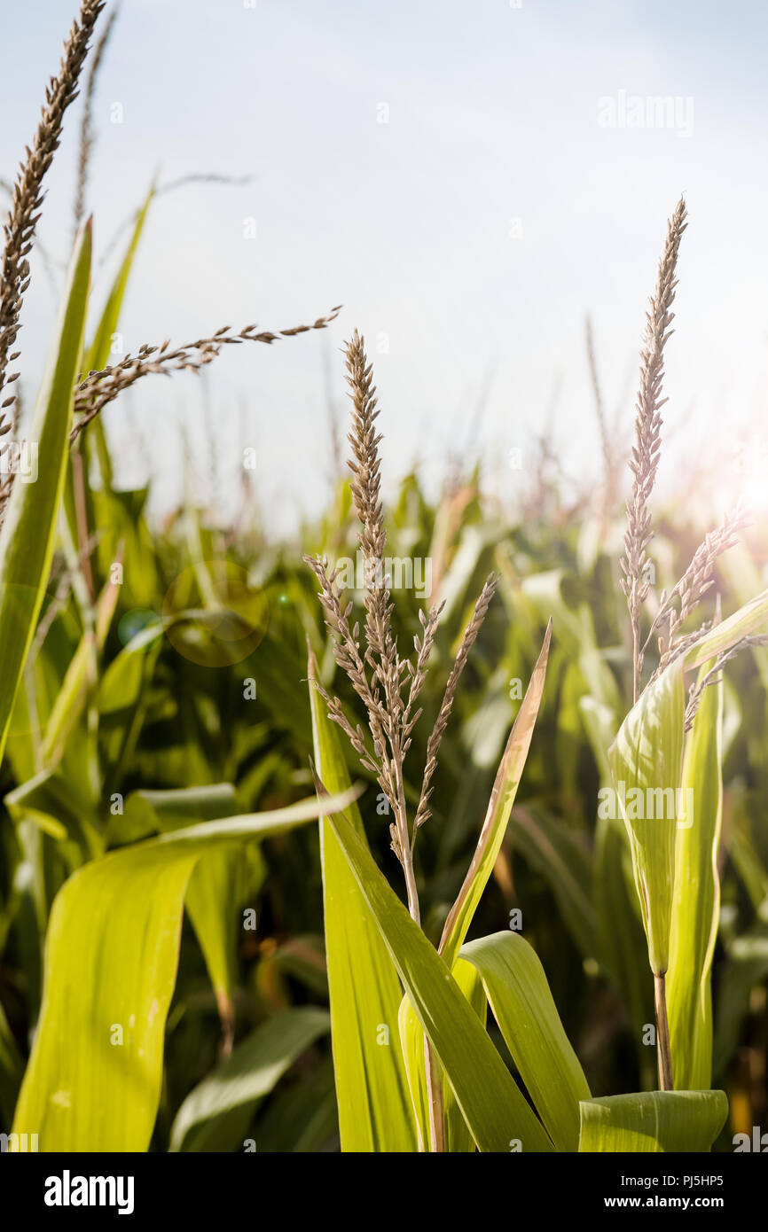 Mass production of plants hi-res stock photography and images - Alamy