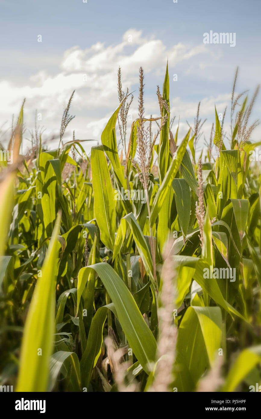 Mass production of plants hi-res stock photography and images - Alamy