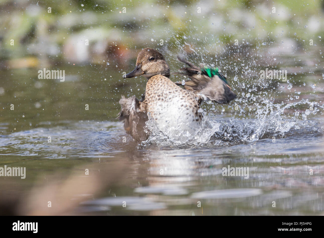 Female green winged teal at Vancouver BC Canada Stock Photo - Alamy