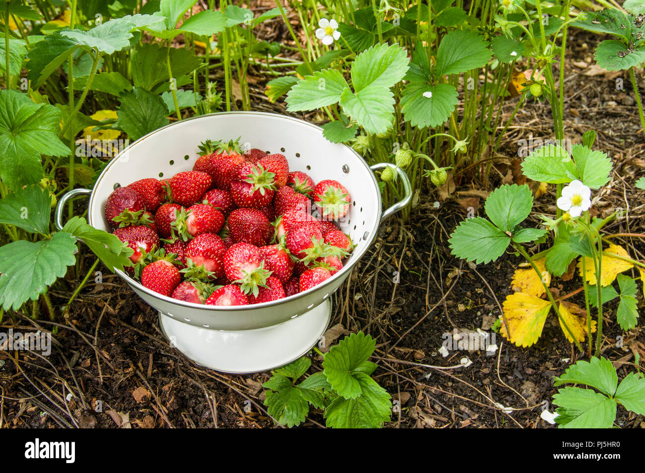 Strawberries and flowers hi-res stock photography and images - Alamy