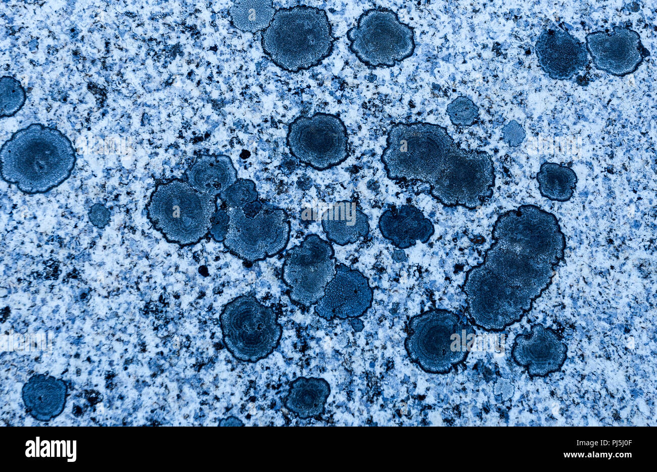 Cyanobacteria filament hi-res stock photography and images - Alamy